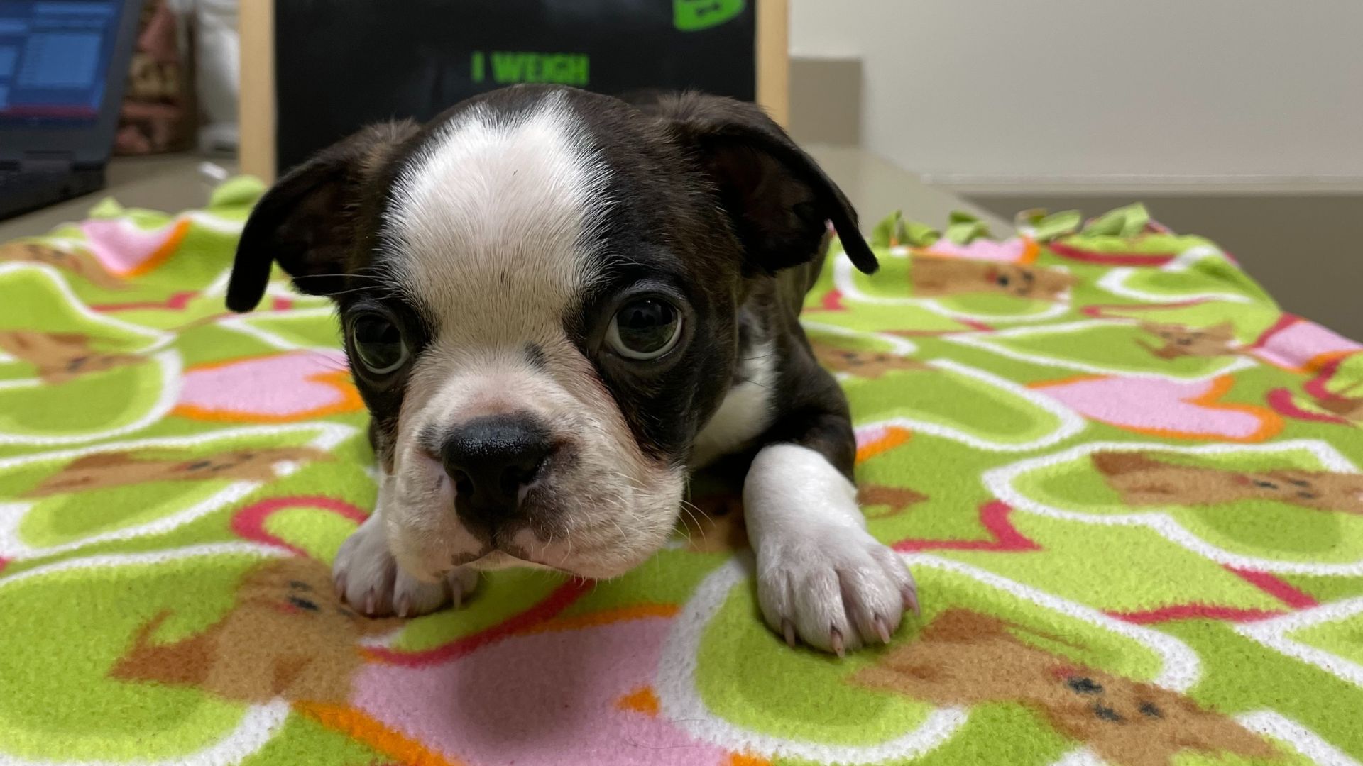 New Client Form | Hill & Harbour Veterinary Center