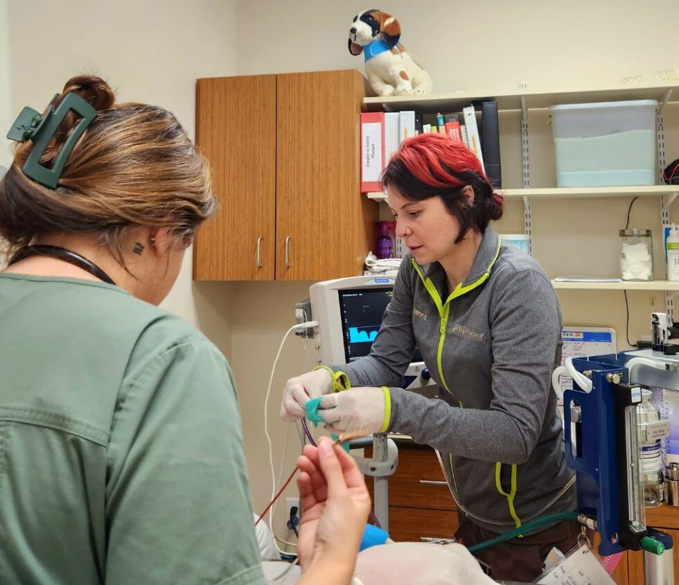 Best Veterinary Hospital In East Greenwich, RI | Hill & Harbour ...