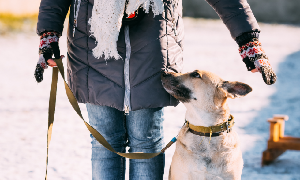 January Is National Train Your Dog Month | Hill & Harbour Veterinary Center